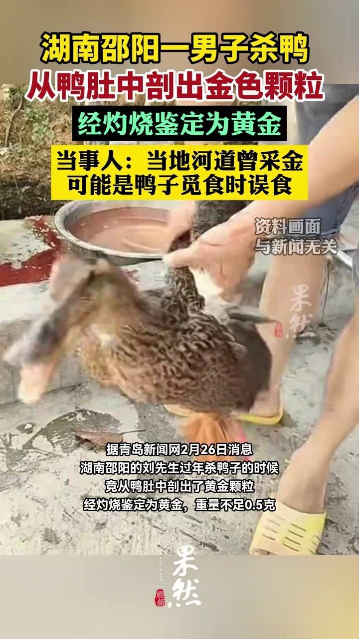 湖南邵阳一男子杀鸭从鸭肚中剖出金色颗粒,经灼烧鉴定为黄金