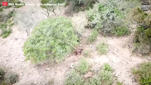 年轻的布什巴克在Python攻击前后的震撼与反思是什么?