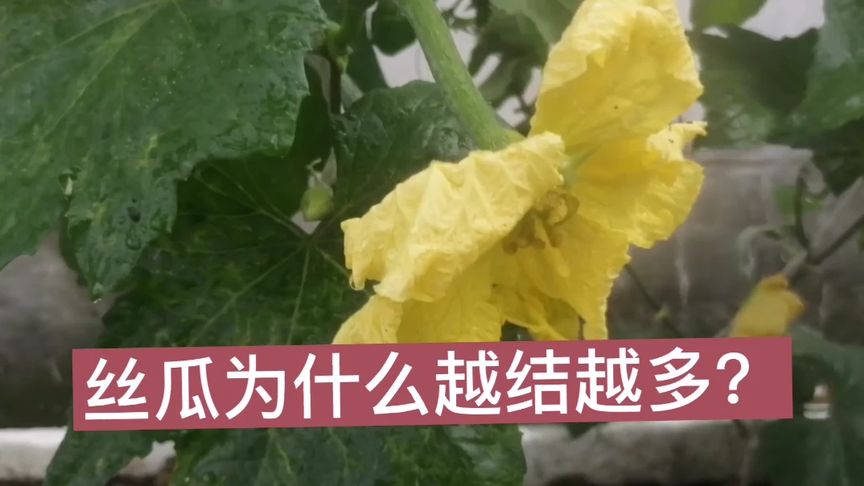 己经生长了4个月的丝瓜为什么越结越多?后期管理的细节很重要