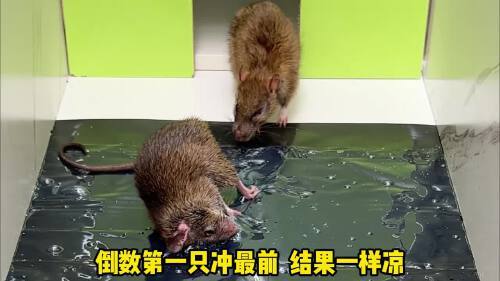 导数第一只冲最前,结果一样凉!