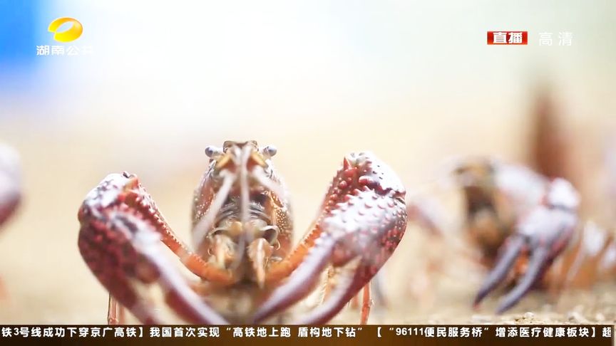 小龙虾之乡的“稻虾共生”养殖模式就是牛!瞧瞧人家这龙虾长得