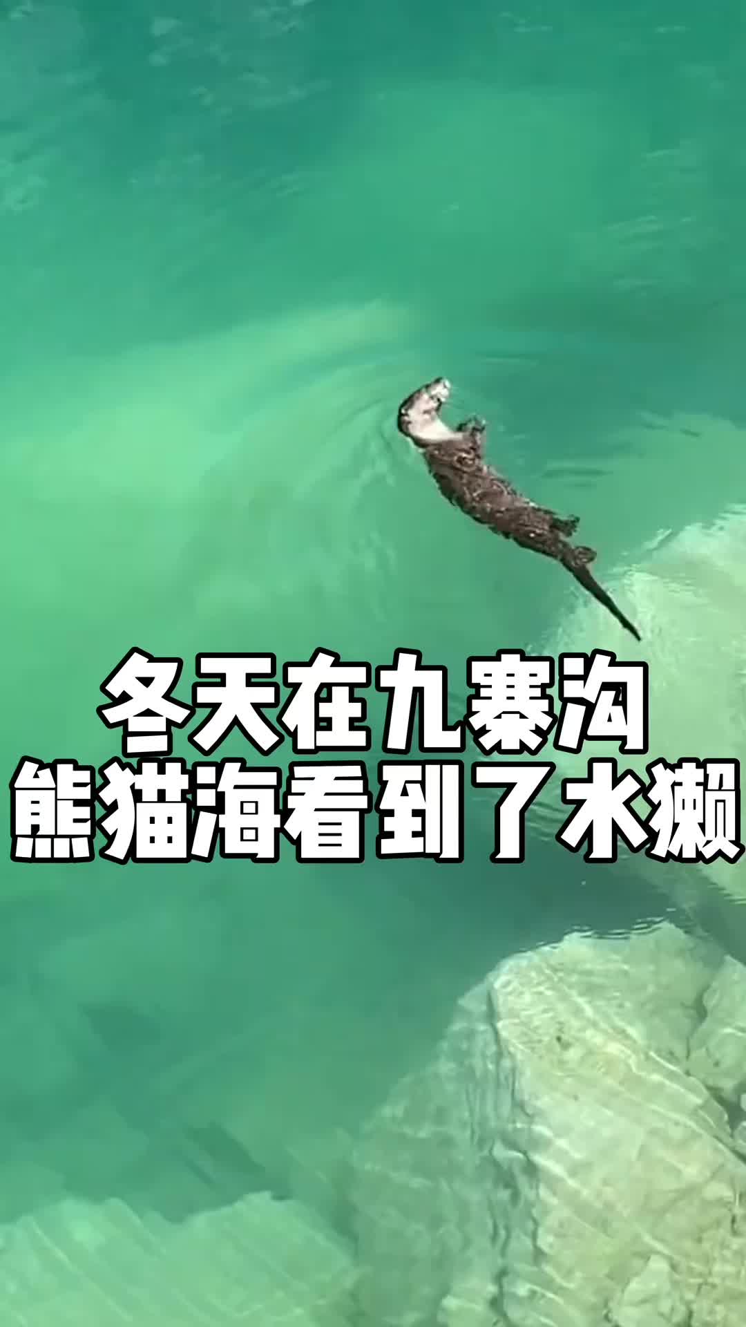 冬天在九寨沟熊猫海看到了水獭 #关注我带你去旅行 #九寨沟 #冬日...