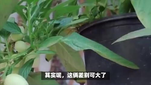 人参果真能提升男性战斗力?揭秘背后惊人功效!