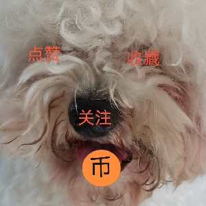 我家皮皮是条狗_-_ 