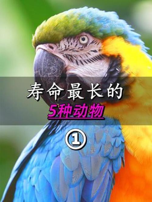 01地球上寿命最长的5种动物,轻轻松松活个上千年!寿