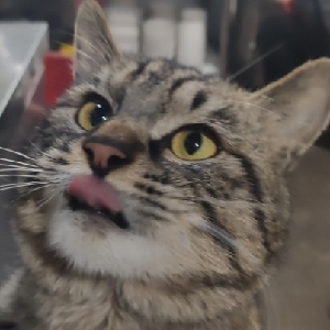 get王蛋蛋 