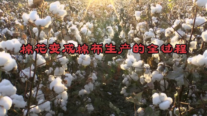 棉花变成棉布生产的全过程