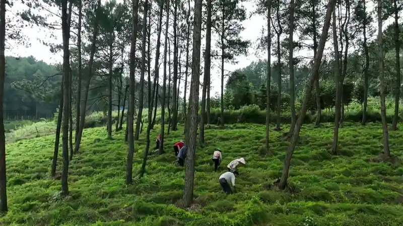护林员守护绿水青山,保护林业资源与产业