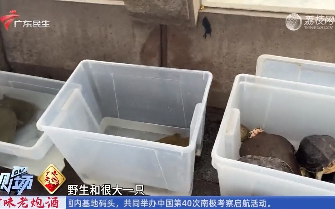 【粤语新闻】广州:周末仍有人在珠江边放生野生动物及卖巴西龟