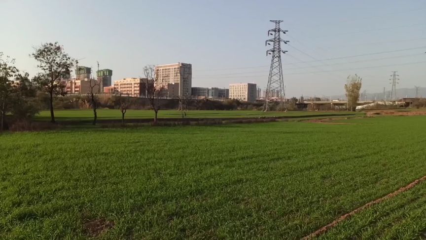 带大伙看一看麦子的成长情况怎样了