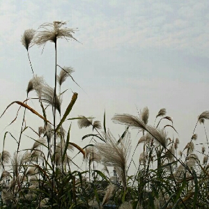 慕椤肆桓_Sihwan 