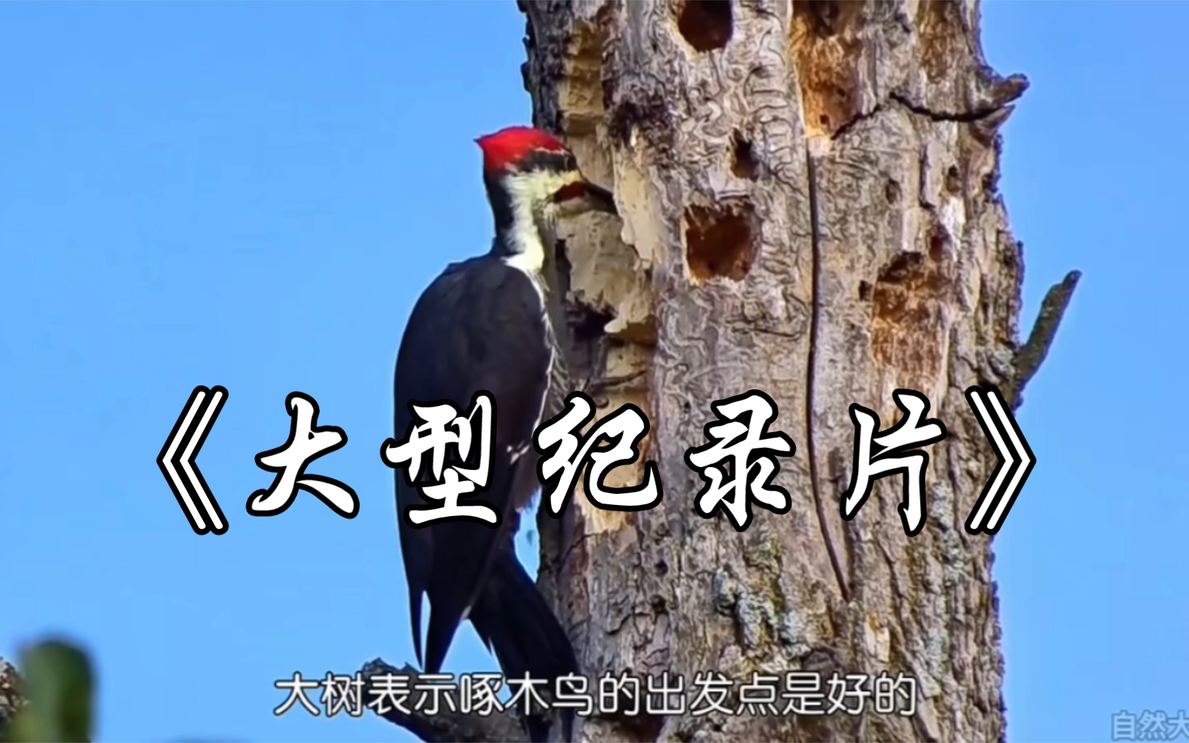 大型纪录片《自然传奇》