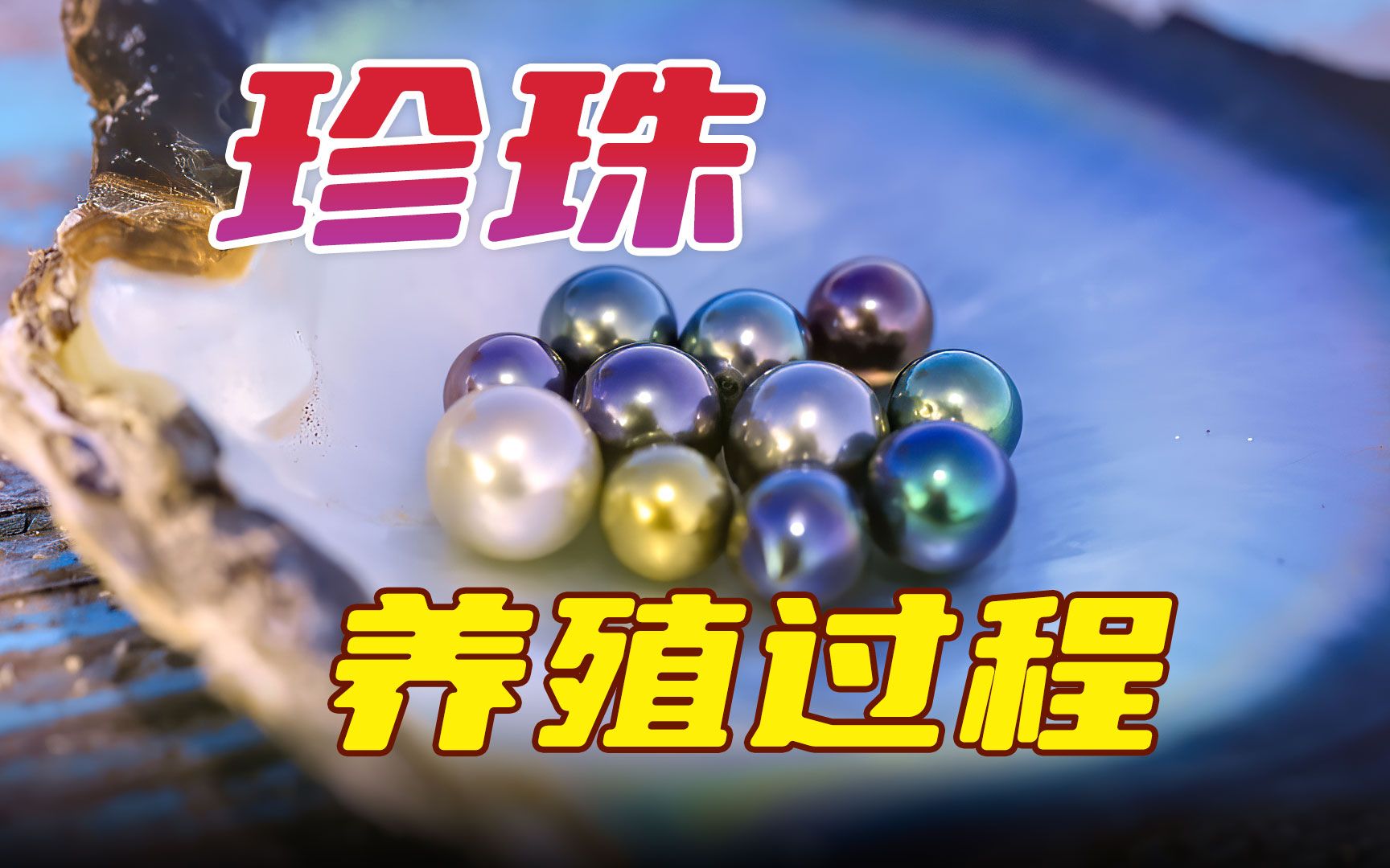 ...珍珠原来是这样养出来的!没想到野生珍珠会这么贵;野生珍珠的形成...