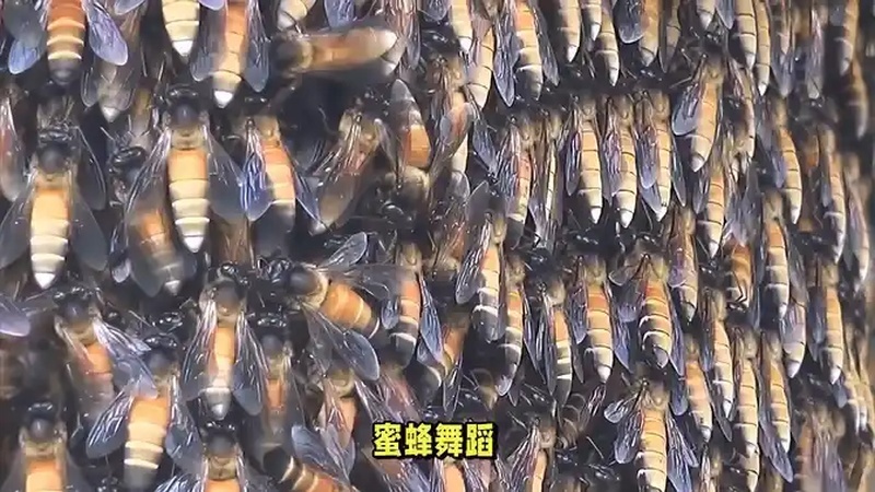 蜜蜂舞蹈:信息传递密码