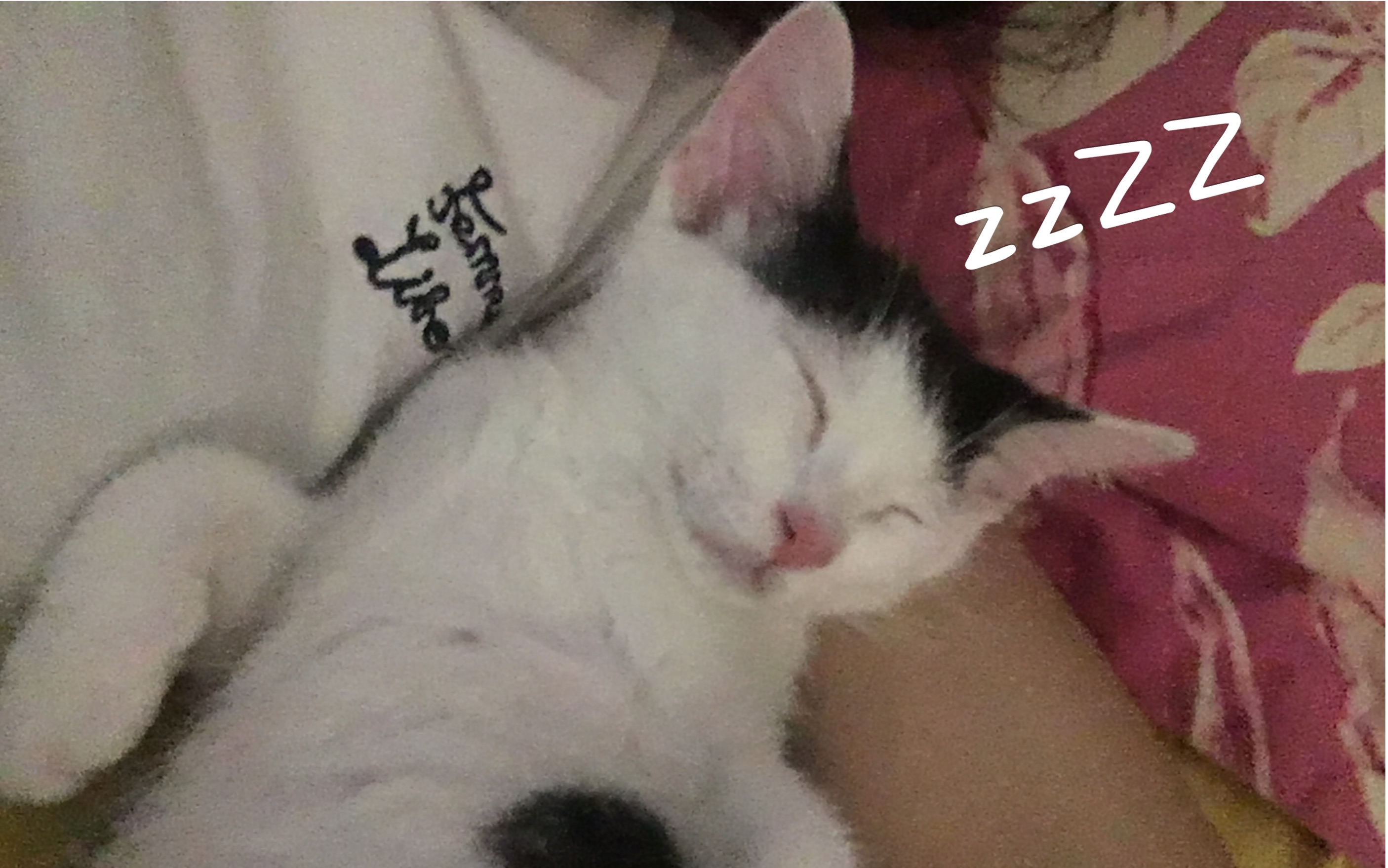 小猫咪睡觉觉的时候真的任人摆布?