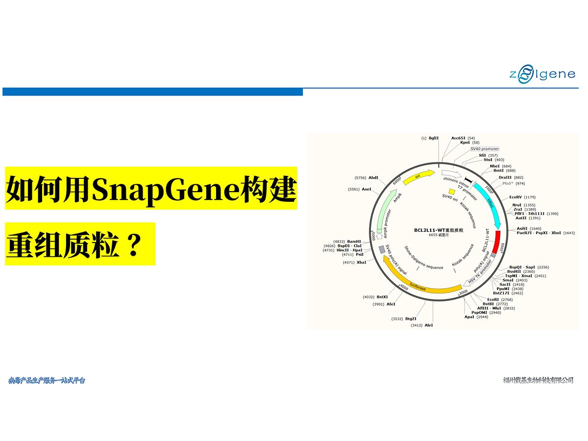 【质粒构建教学】如何用SnapGene构建重组质粒(表达载体)|手把手教学