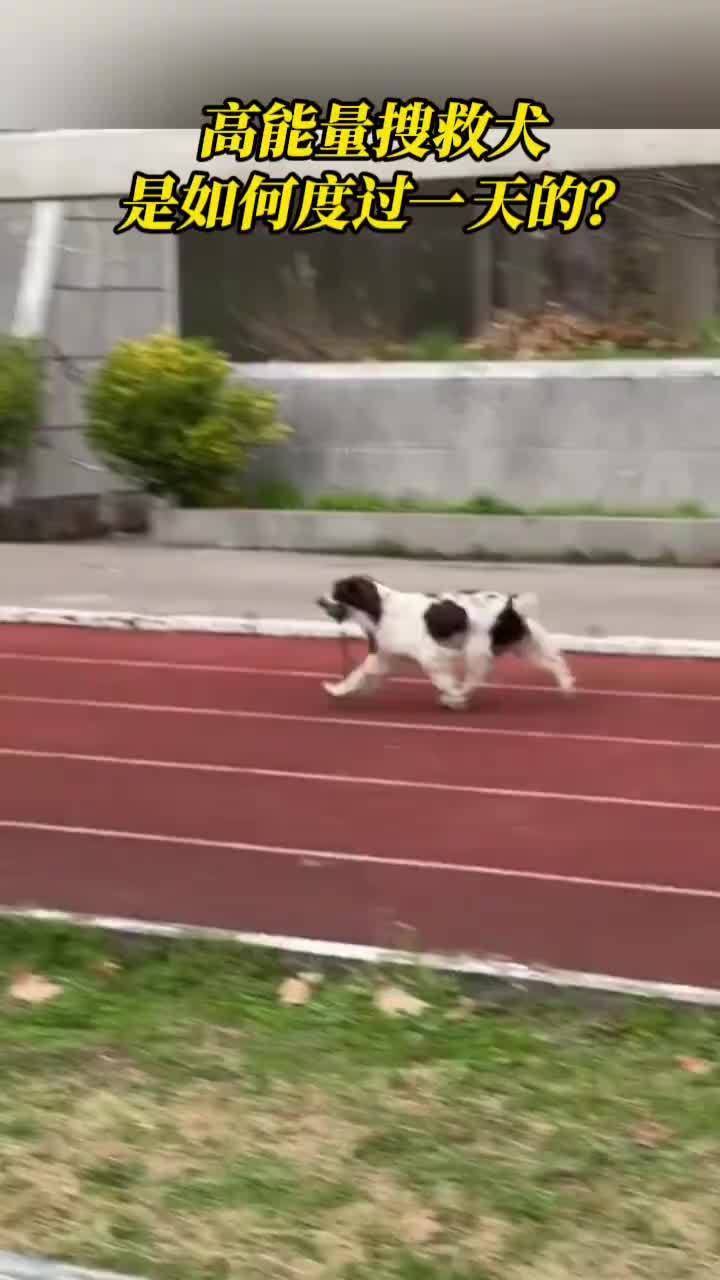 高能量搜救犬,是如何度过一天的?