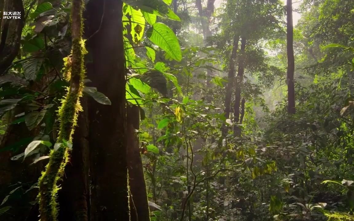 地理视频·热带雨林植被