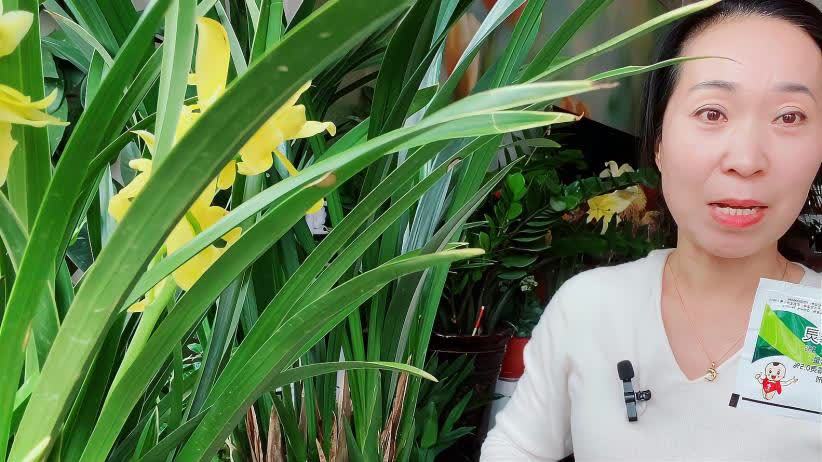 恶霉灵在兰花上使用方法