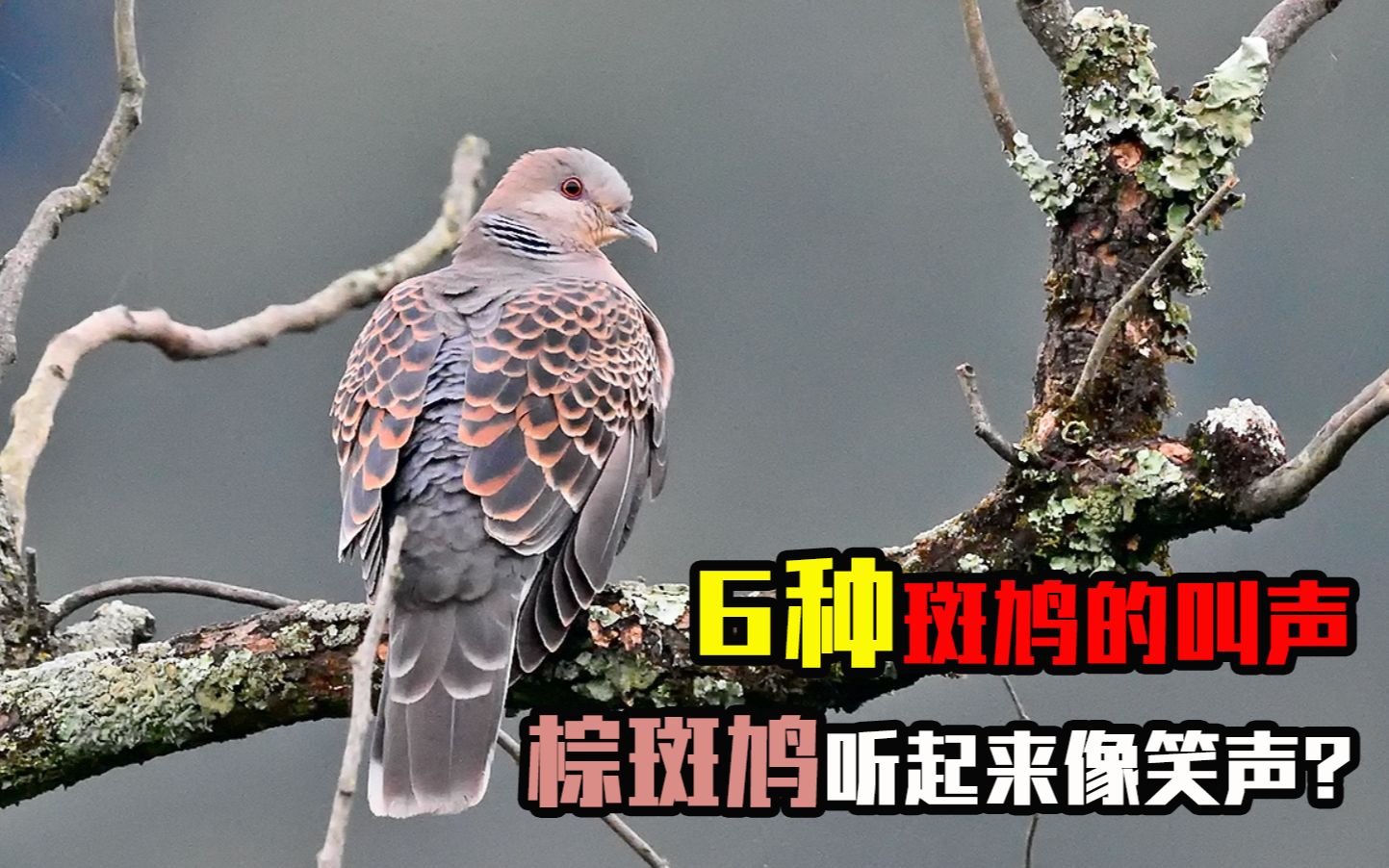 6种常见斑鸠的叫声,有的听起来像笑声,谁的鸣声最好听?