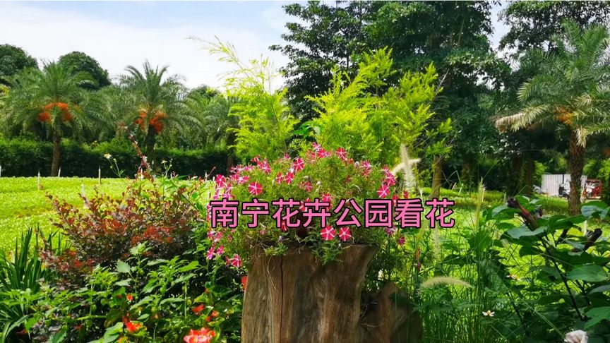 南宁夏季虽然很热,但是当夏很多美丽的花儿开放,看花赏心悦目