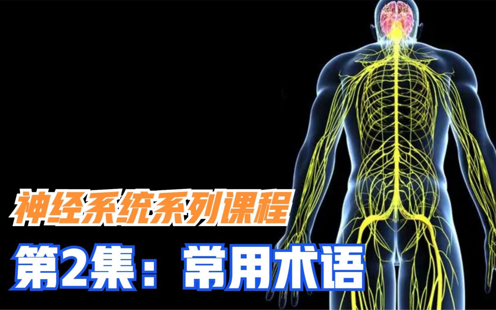 ...如前根,后根,前支,后支,中枢神经,周围神经,运动神经,感觉神经,神经...