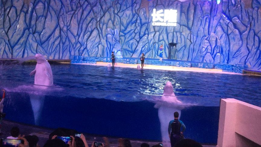 珠海长隆海洋公园 白鲸表演
