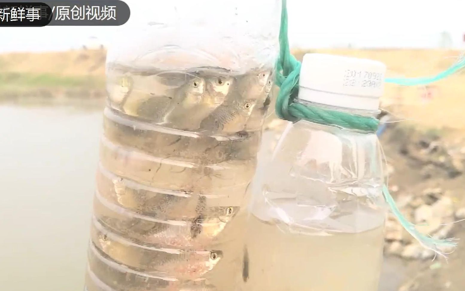 用矿泉水瓶自制的捕鱼神器,简单易学,用来捕小鱼效果相当不错!