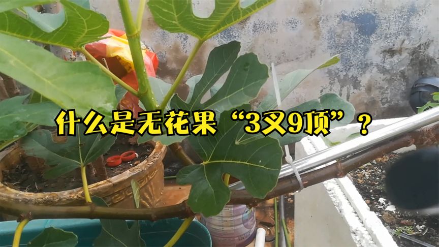 春季无花果要修剪?学会2点,植物轻松养大树