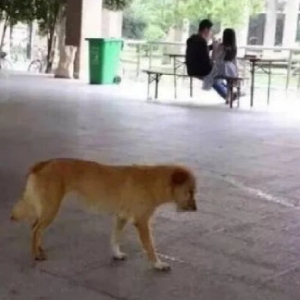 Tom聚合物 