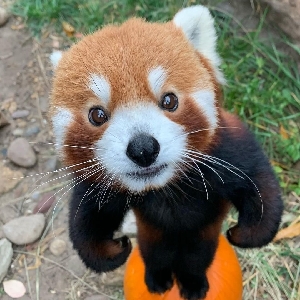 雅诗兰黛小棕熊 