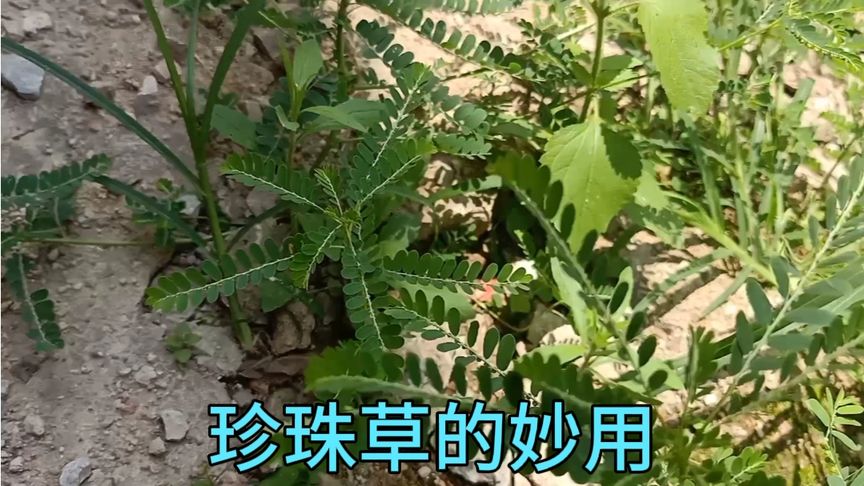 珍珠草 也叫叶下珠,它的作用与价值非常多 有认识的朋友吗?