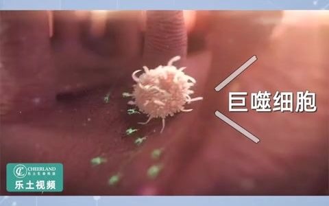 巨噬细胞追杀细菌
