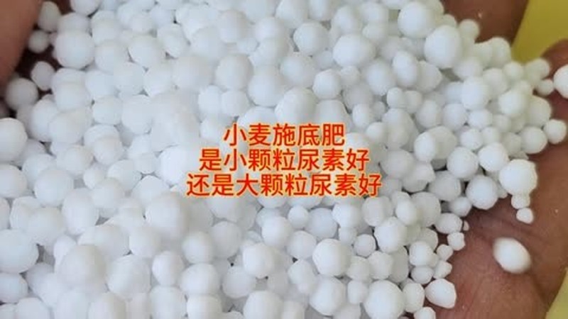 小麦施底肥,大颗粒尿素好,还是小颗粒尿素好