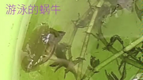 微型生态系统之泳动蜗牛