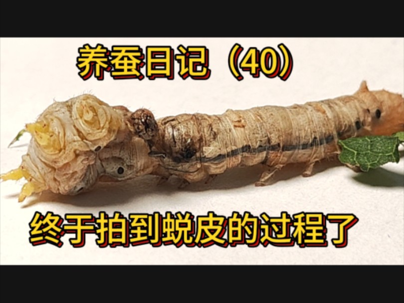 养蚕日记(40):见过蚕蜕皮的神奇过程吗?一起来看看吧!