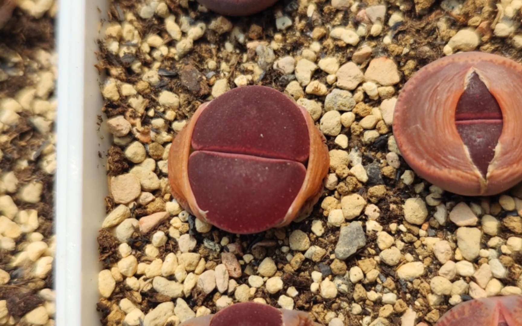 【生石花生长记录】2.5年生石花褪皮记录