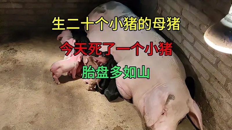 生二十个小猪的母猪,今天死了一个小猪,胎盘多如山