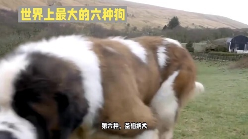 世界上最大的六种狗你喜欢那种