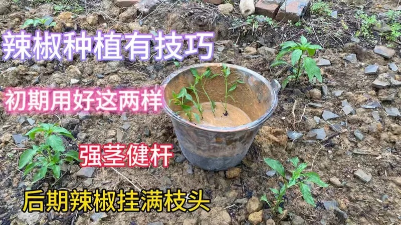 辣椒栽种高产新技术,种前加上它,防虫护根无病害,赶紧收藏学习