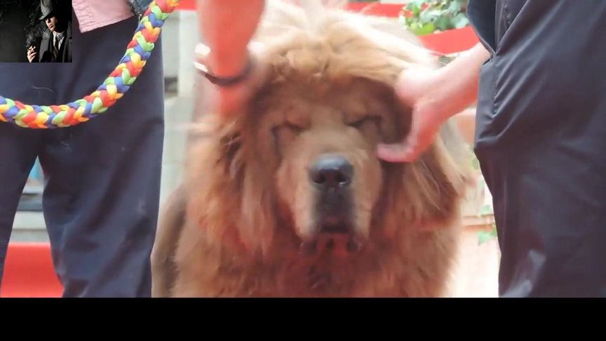 世界十大战斗力最强的狗,看看排行第8的藏獒