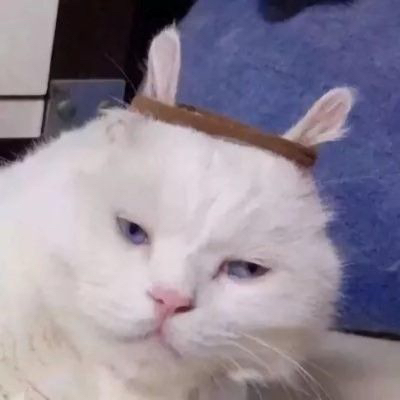 饭团大人233 