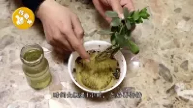 柳树皮剪碎后用水泡一泡,作用这么大,你会需要的