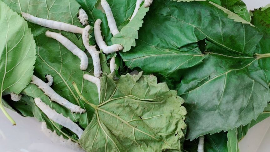 北京小学生最适合做的实践活动