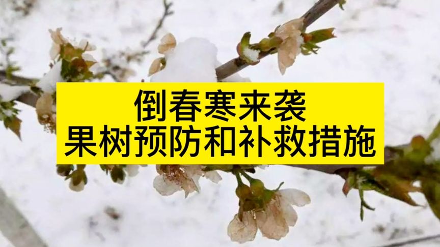 “倒春寒”来袭,果树低温冻害预防和补救措施。