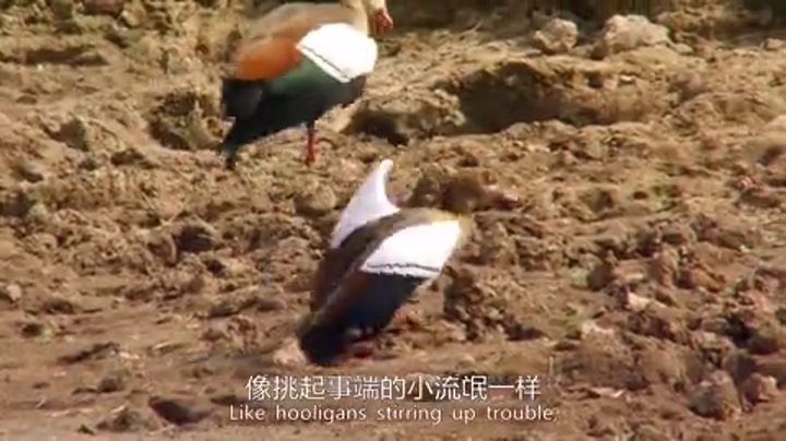 非洲埃及鹅互殴现场,场面一度混乱,比动画片好看