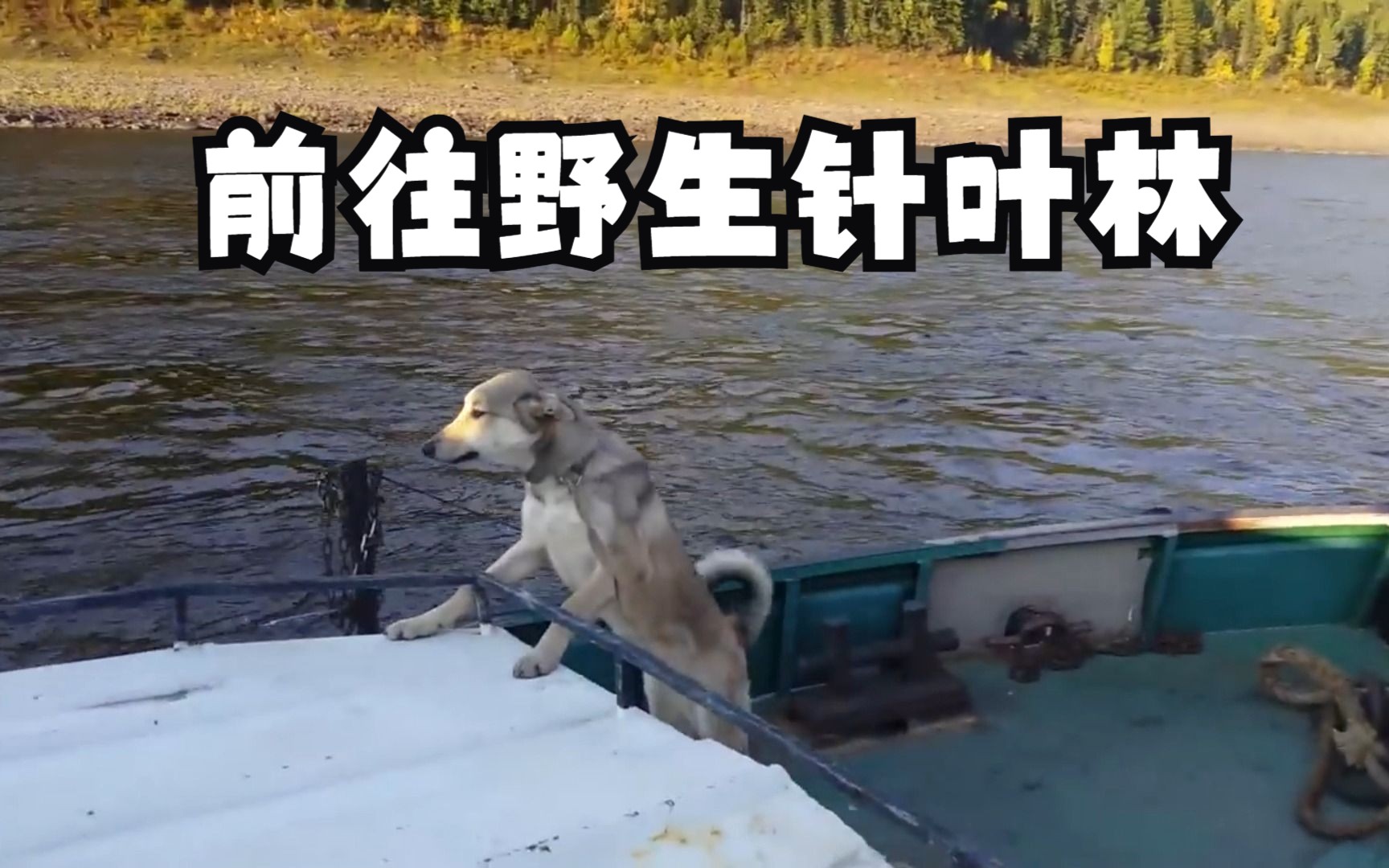 我如何进入野生针叶林在我的狩猎场