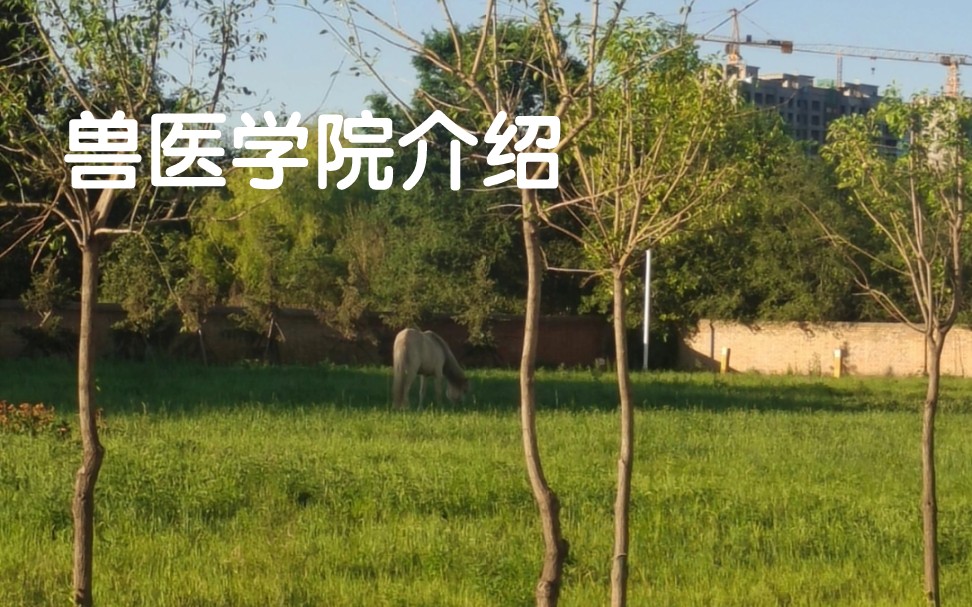 内蒙古农业大学 兽医学院 动物医学 英文介绍