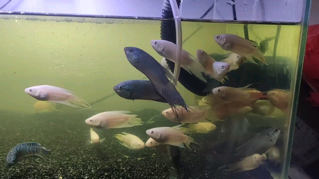 给大家看下前两天治疗烂肉的白化黄,另说明下斗鱼群养怎样不打架