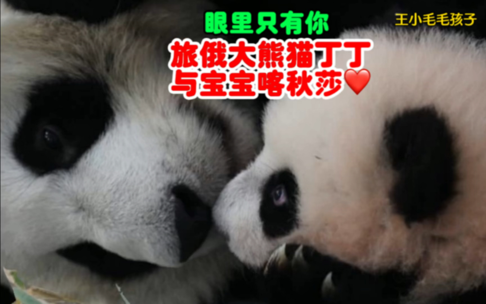 旅俄大熊猫丁丁与宝宝喀秋莎 我的世界只有你 我的眼里全是你 别人都...